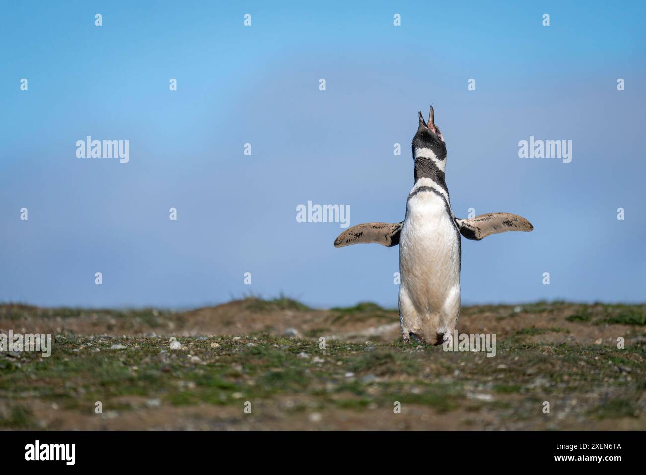 Magellanic penguin (Spheniscus magellanicus) in sun raises head ...