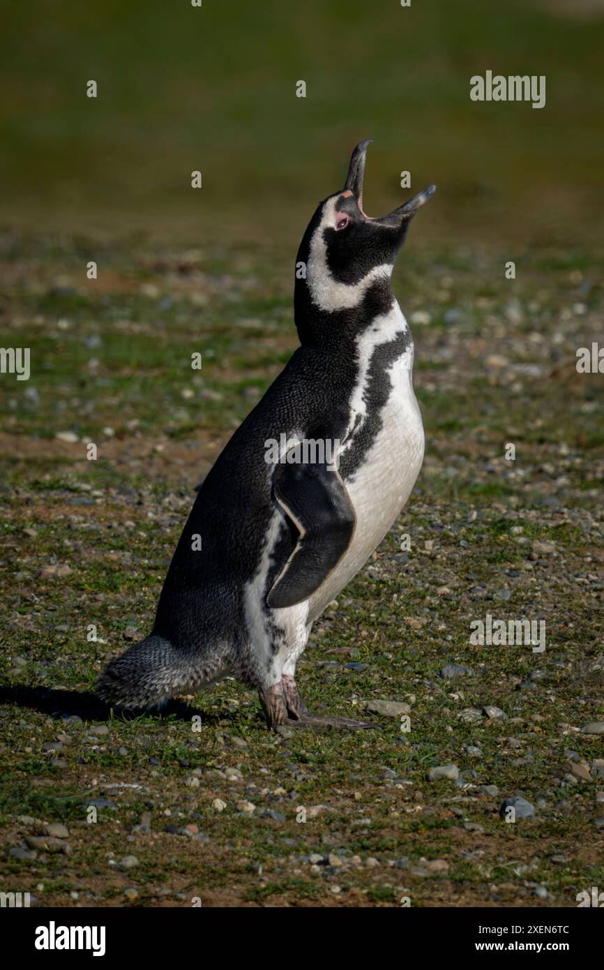 Magellanic penguin (Spheniscus magellanicus) in sunlight lifts head ...