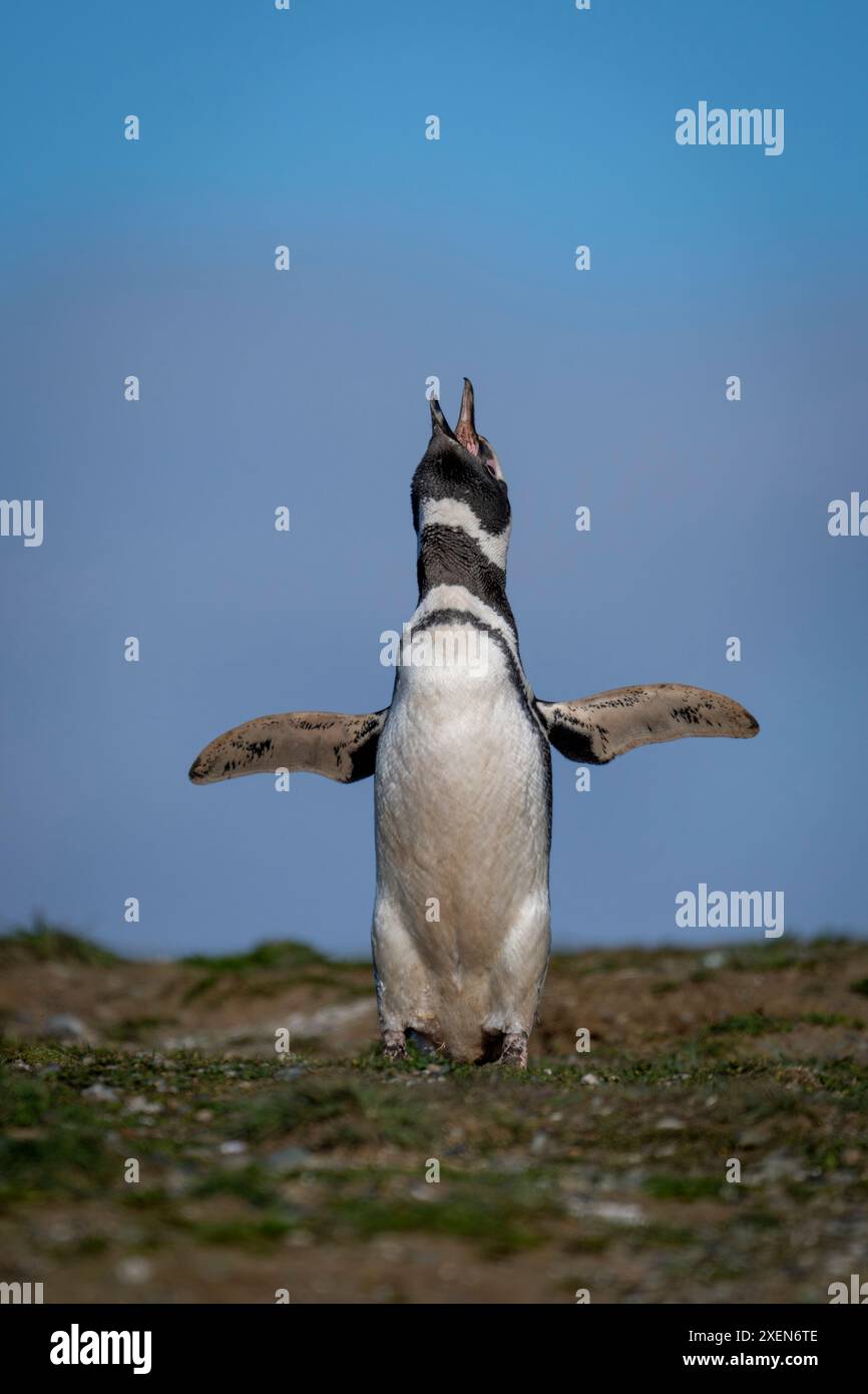 Magellanic penguin (Spheniscus magellanicus) in sun raises head ...