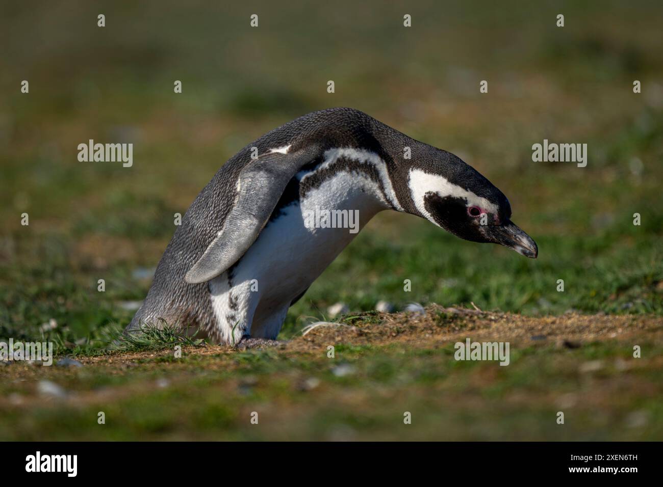 Magellanic penguin (Spheniscus magellanicus) bends over on grassy slope ...