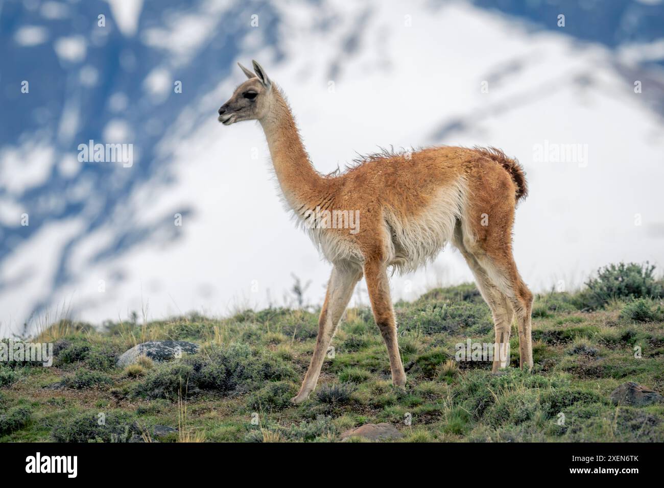 Guanaco (Lama guanicoe) swalks over hilltop with snowy mountain behind ...
