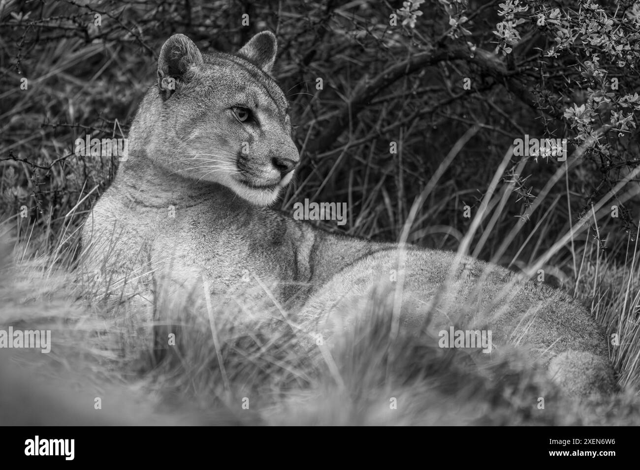 Monochrome close-up of puma (Puma concolor) lying in grass beside bush ...