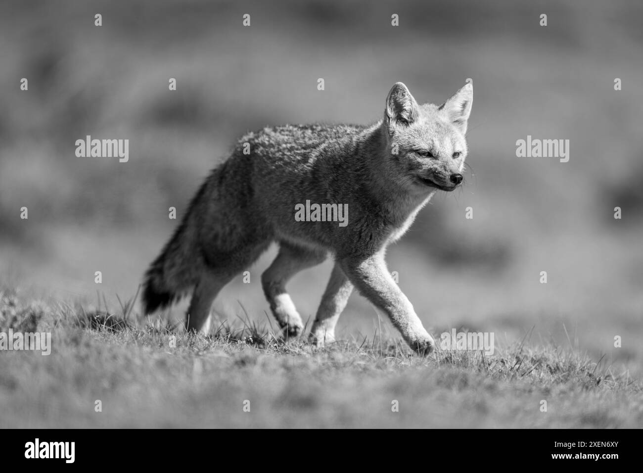 Monochrome South American gray fox (Urocyon cinereoargenteus) crosses ...
