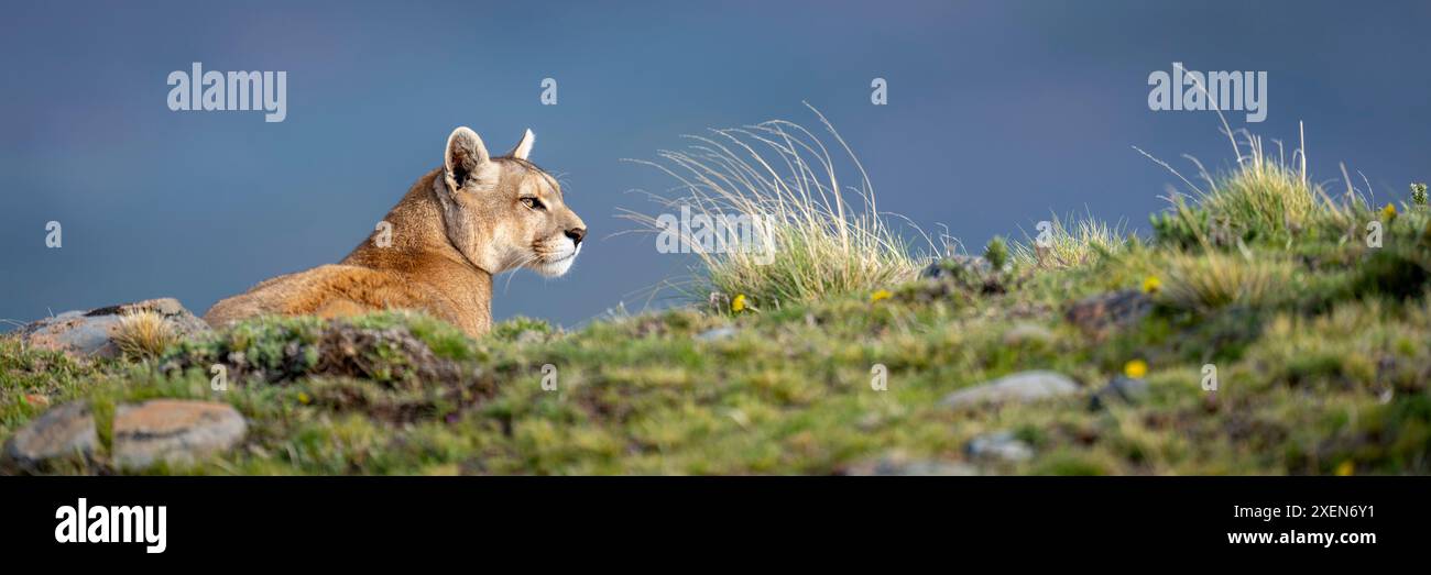 Panorama of puma (Puma concolor) lying on grassy ridge in Torres del ...