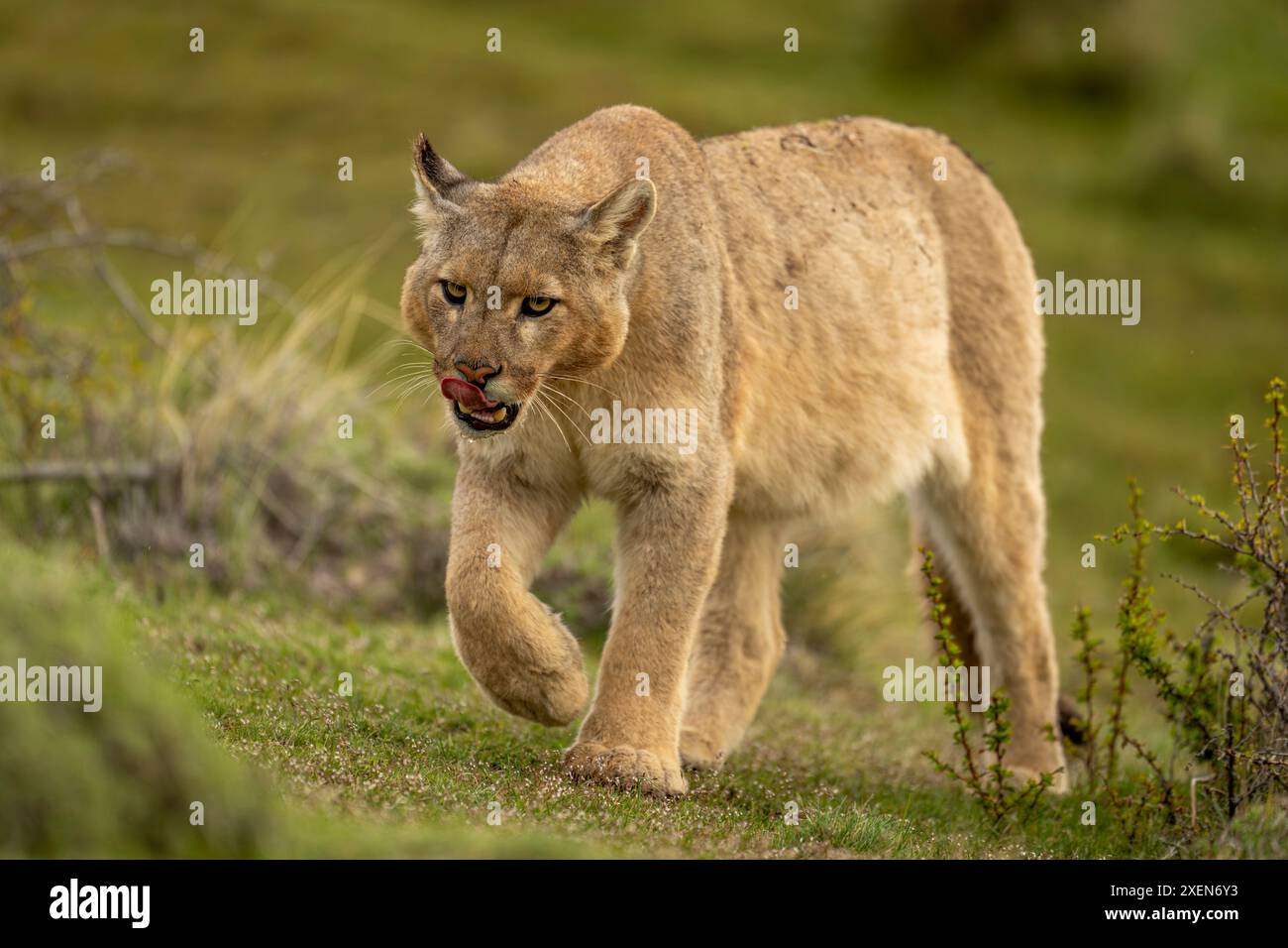 Puma (Puma concolor) licks lips walking up grassy slope in Torres del ...