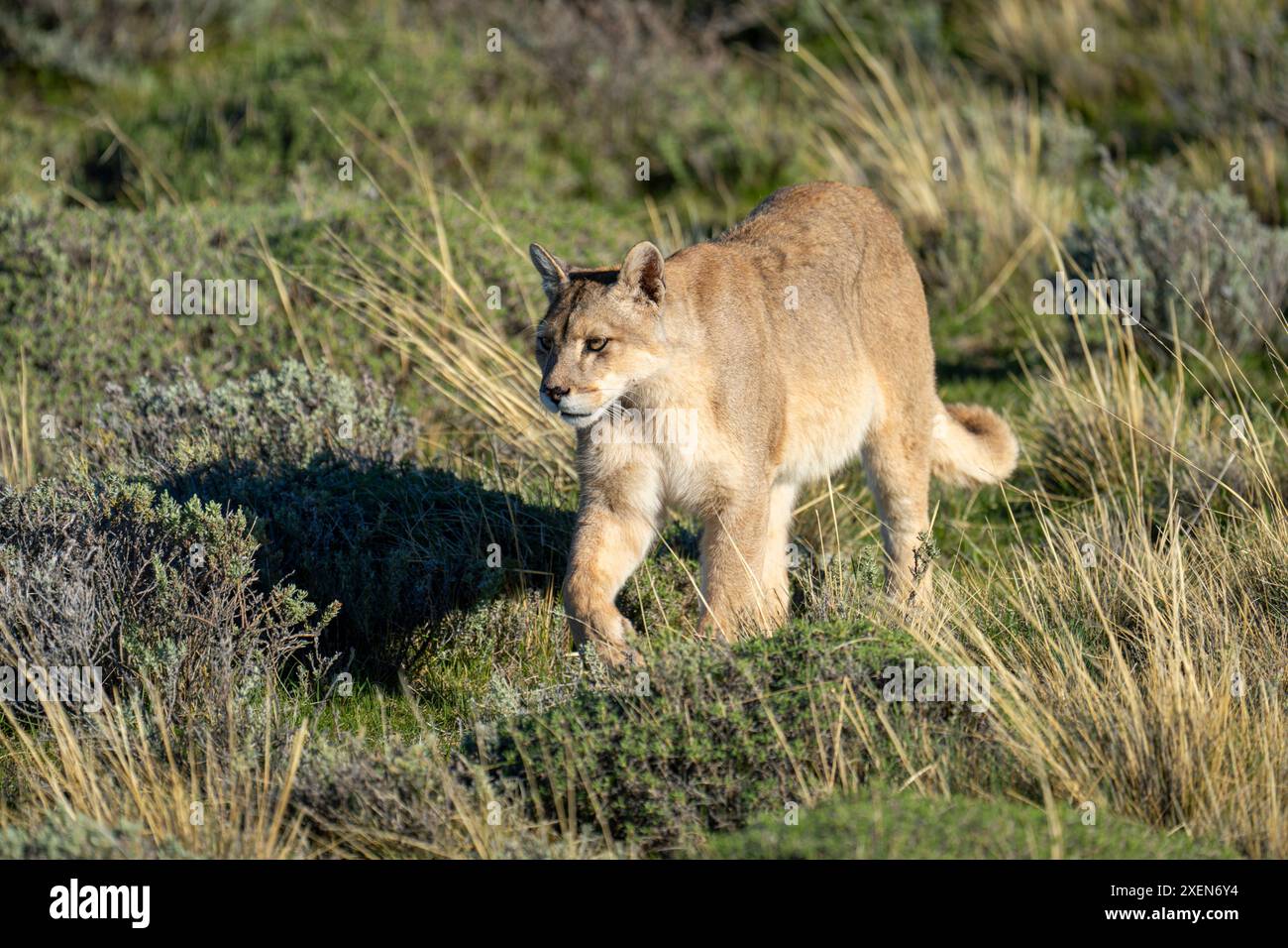 Puma (Puma concolor) crosses scrubland in sunlight lifting paw in Torres del Paine National Park ...