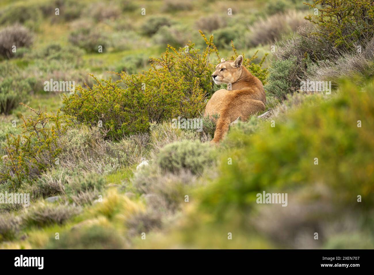 Puma (Puma concolor) lies among bushes looking over shoulder in Torres ...