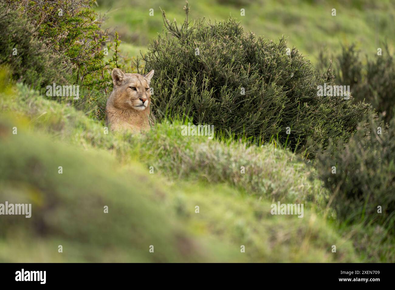 Puma (Puma concolor) lies among bushes looking over shoulder in Torres ...