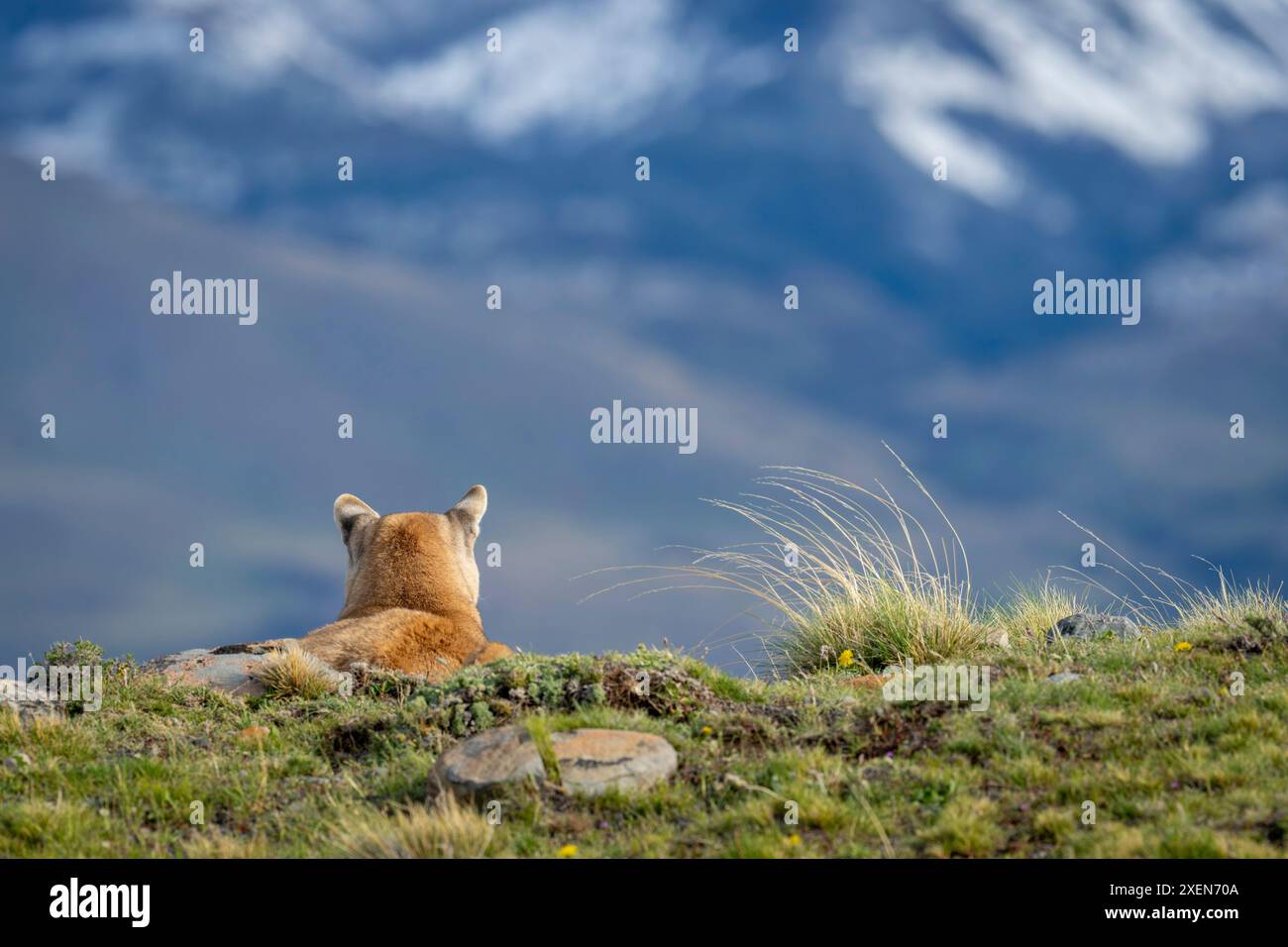 Puma (Puma concolor) lies on grassy ridge facing away in Torres del ...