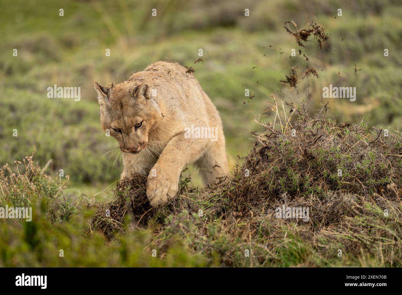 Cat paw in air hi-res stock photography and images - Alamy
