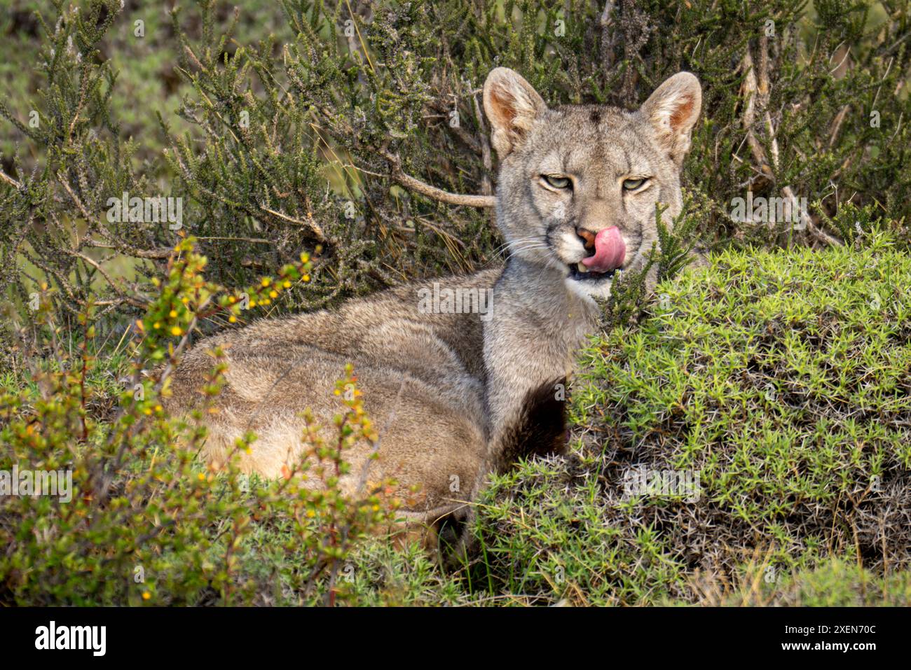 Puma (Puma concolor) lies in thick bush licking lips in Torres del Paine National Park; Chile ...