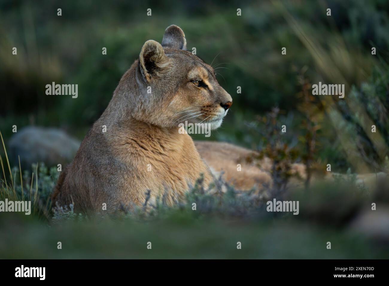 Puma (Puma concolor) lies with catchlight among low bushes in Torres ...