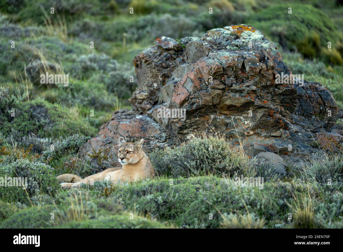 Puma (Puma concolor) lies by rock on bushy hillside in Torres del Paine ...
