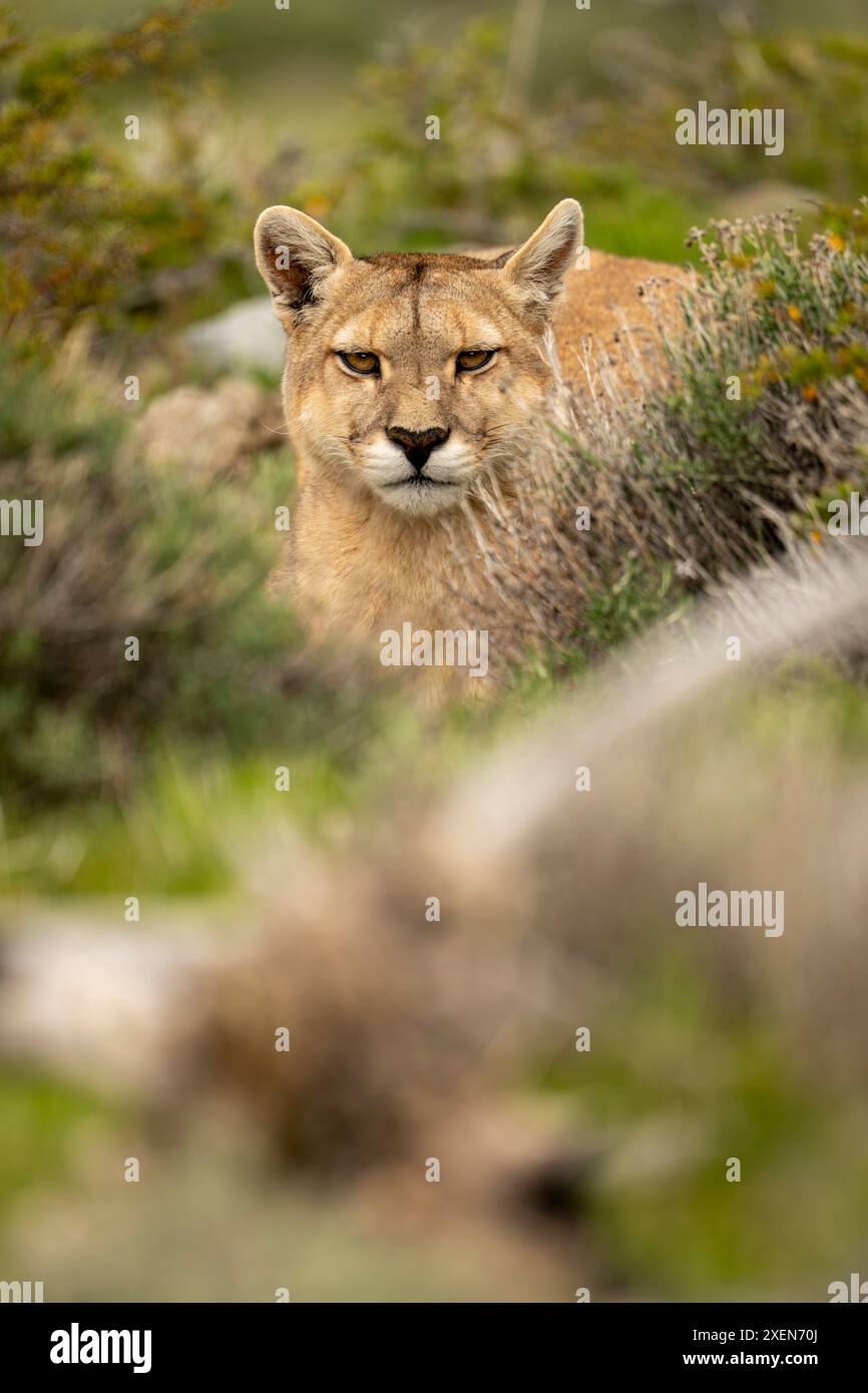 Puma (Puma concolor) lies watching camera through thick bushes in ...