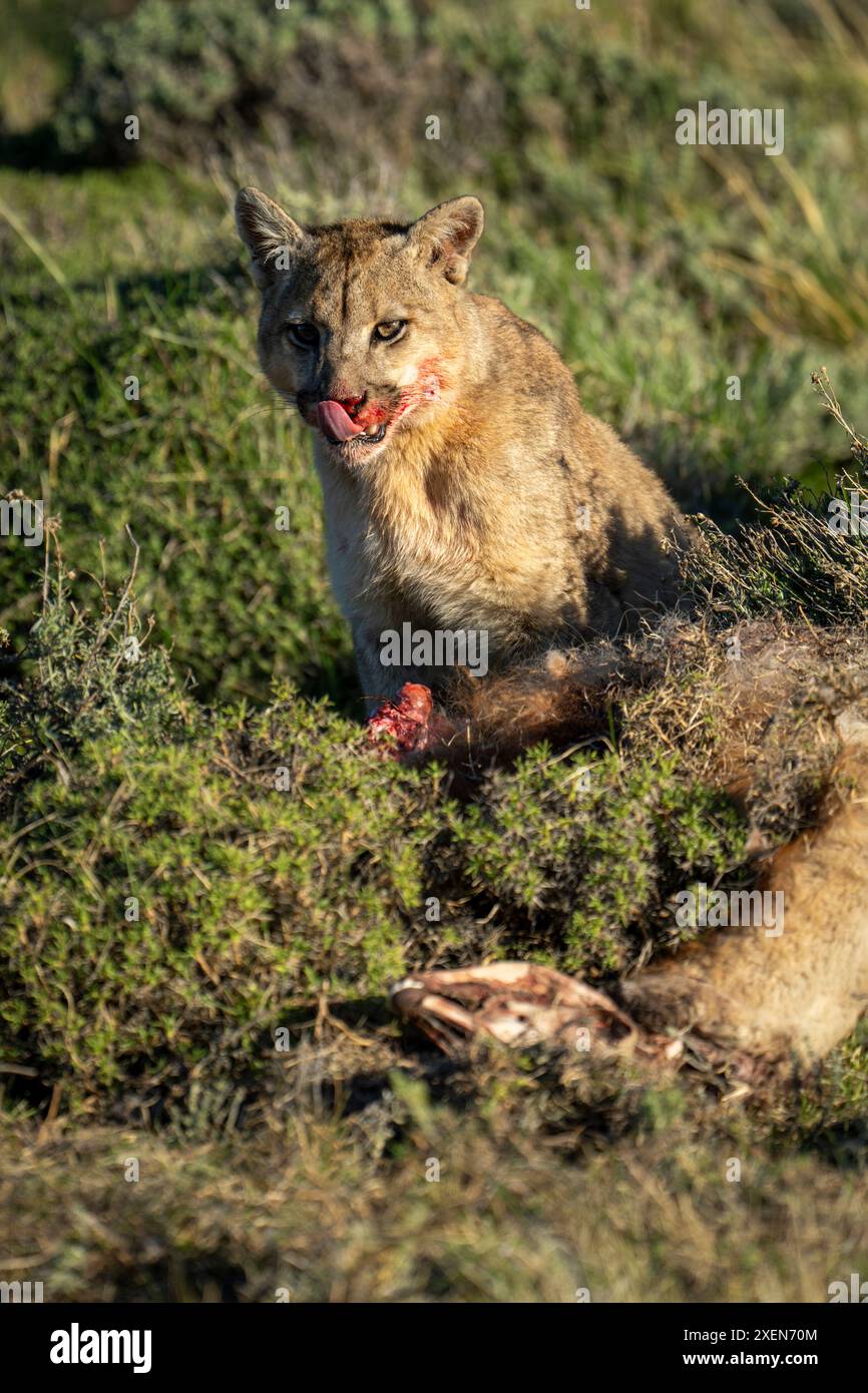 Puma (Puma concolor) sits near guanaco carcase licking lips in Torres ...