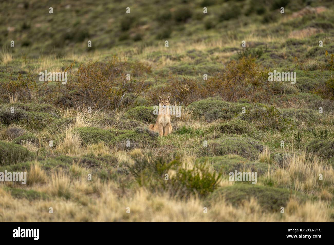 Puma (Puma concolor) sits staring at camera among bushes in Torres del ...