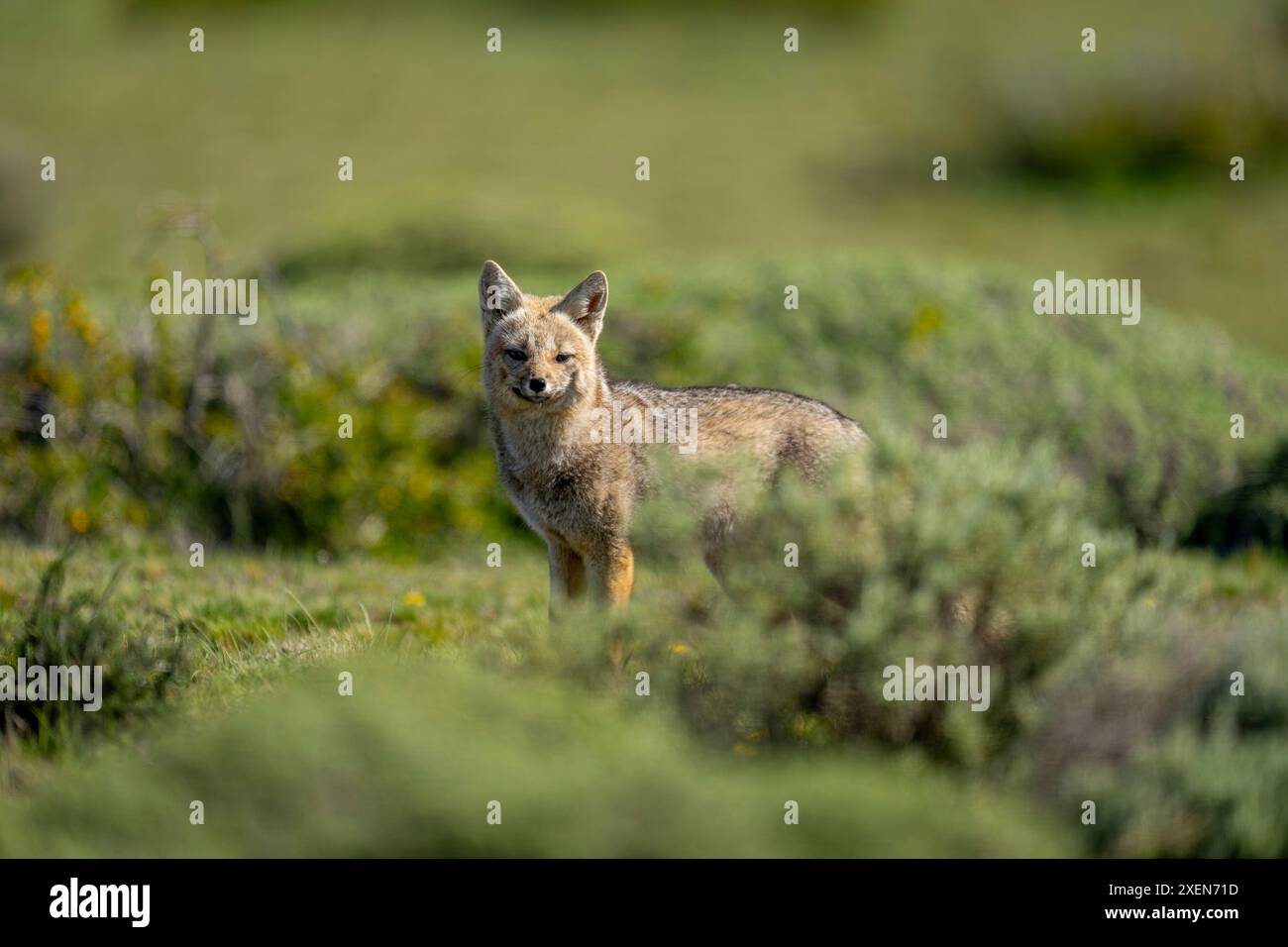 South American gray fox (Lycalopex griseus) stands between bushes in ...