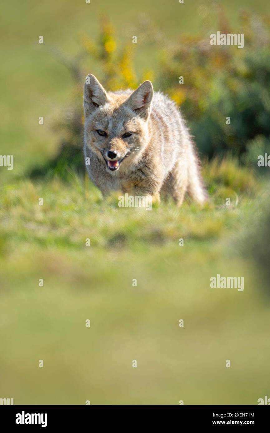 Close-up of South American gray fox (Lycalopex griseus) looking over ...