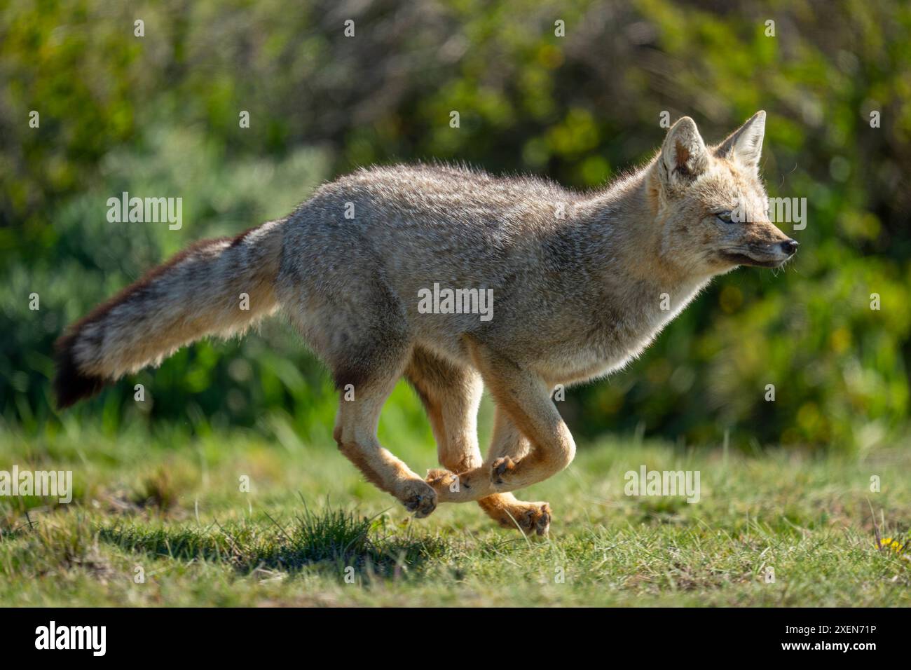 Close-up of South American gray fox (Lycalopex griseus) runs across ...