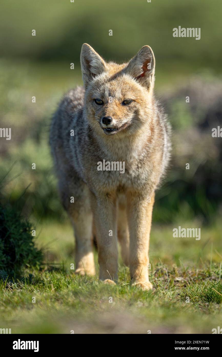 South American gray fox stands beside bush Stock Photo - Alamy