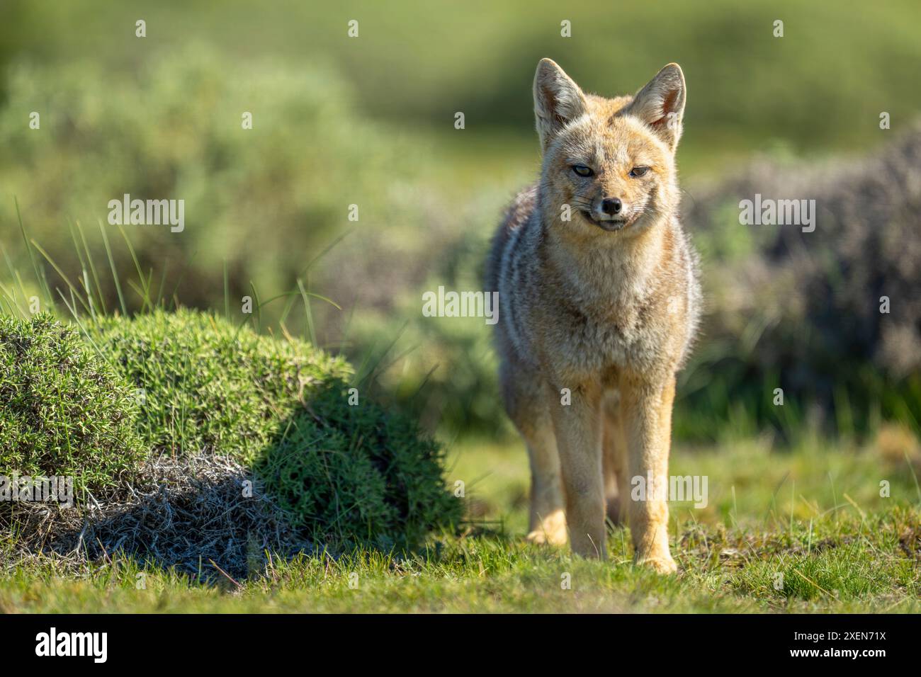 Close-up of South American gray fox (Lycalopex griseus) stands facing ...