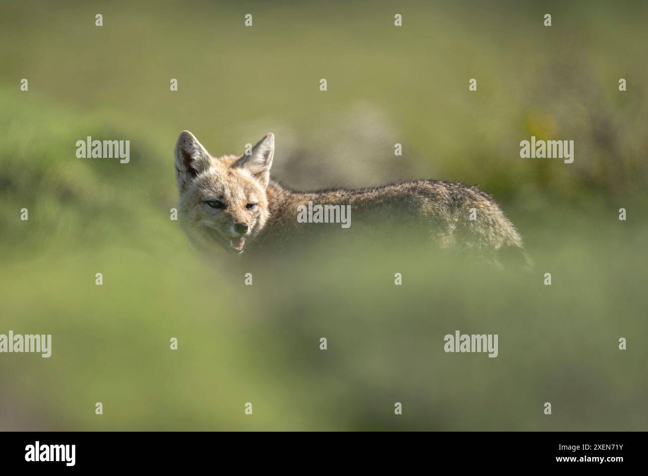 Close-up of South American gray fox (Lycalopex griseus) half-hidden ...
