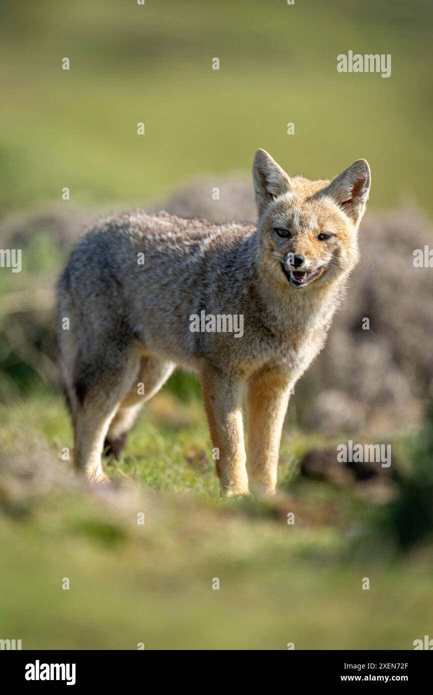 Close-up of South American gray fox (Lycalopex griseus) stands opening ...