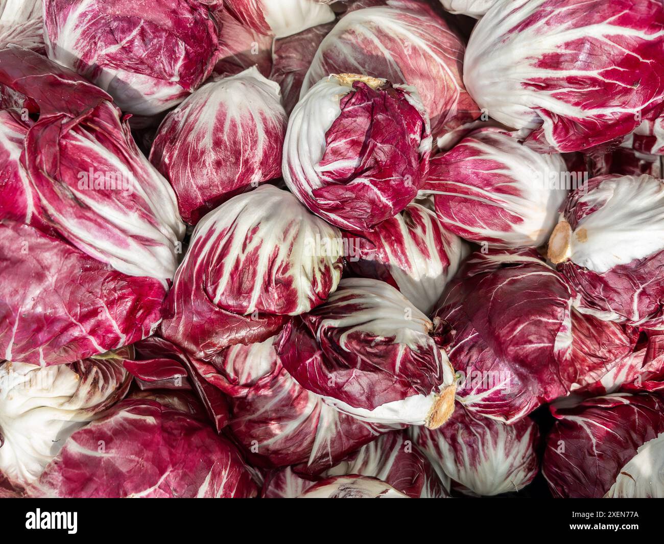 Chicory radicchio rosso di Chioggia on greengrocer's stall in top view ...
