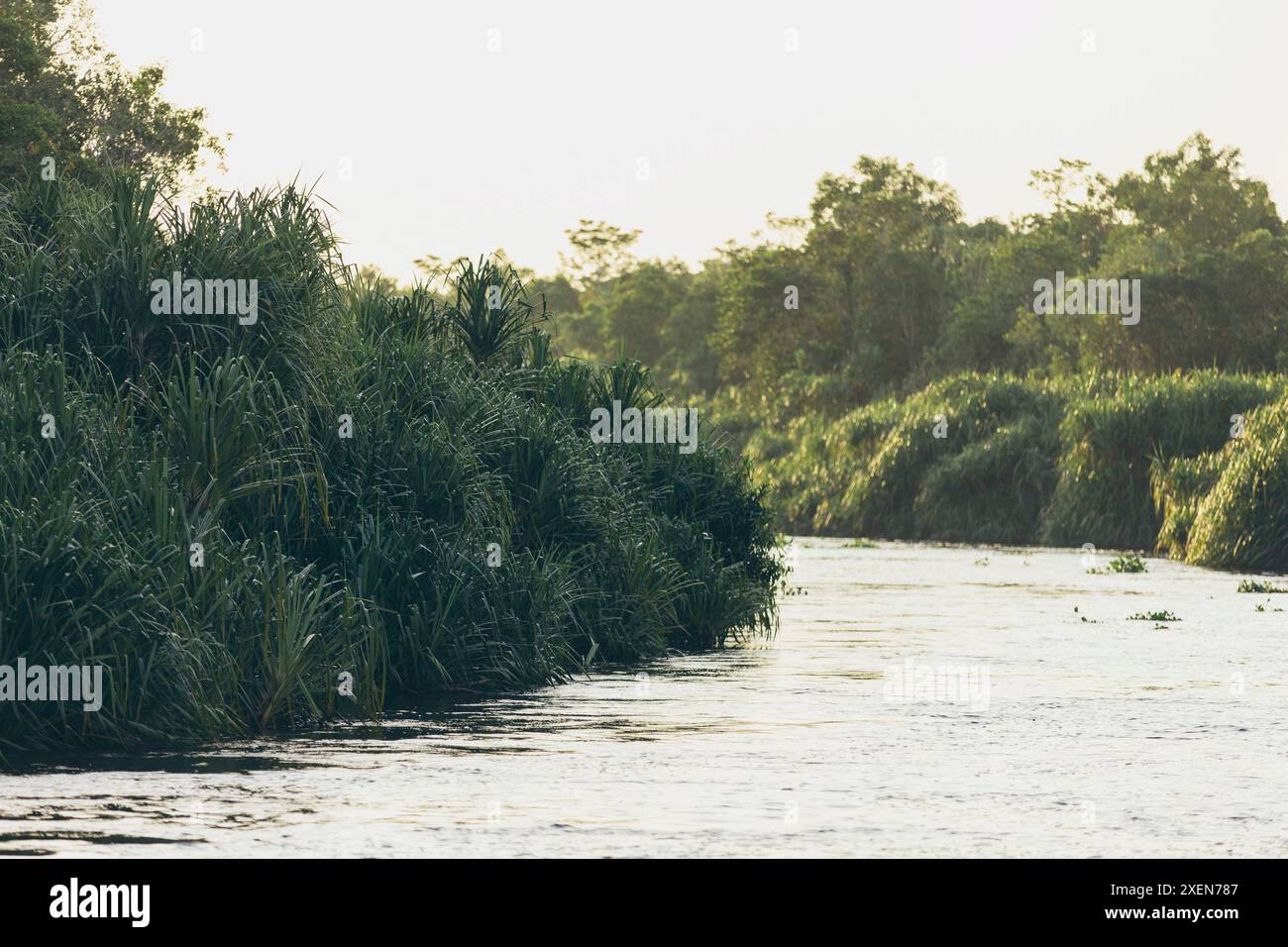 Lush vegetation and Sekonyer River flowing through Tanjung Puting ...