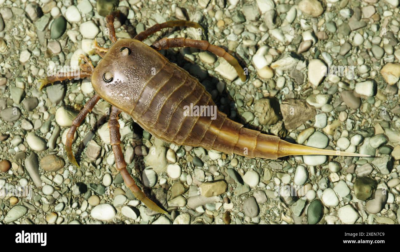 An illustration of the extinct Eurypterid Kokomopterus on a pebble ...