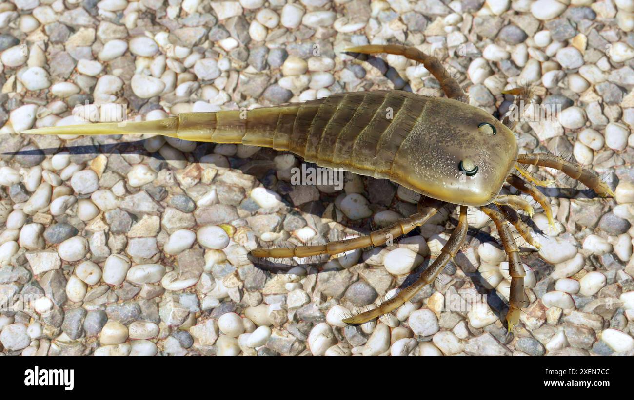 An illustration of the extinct Eurypterid Kokomopterus on a pebble ...