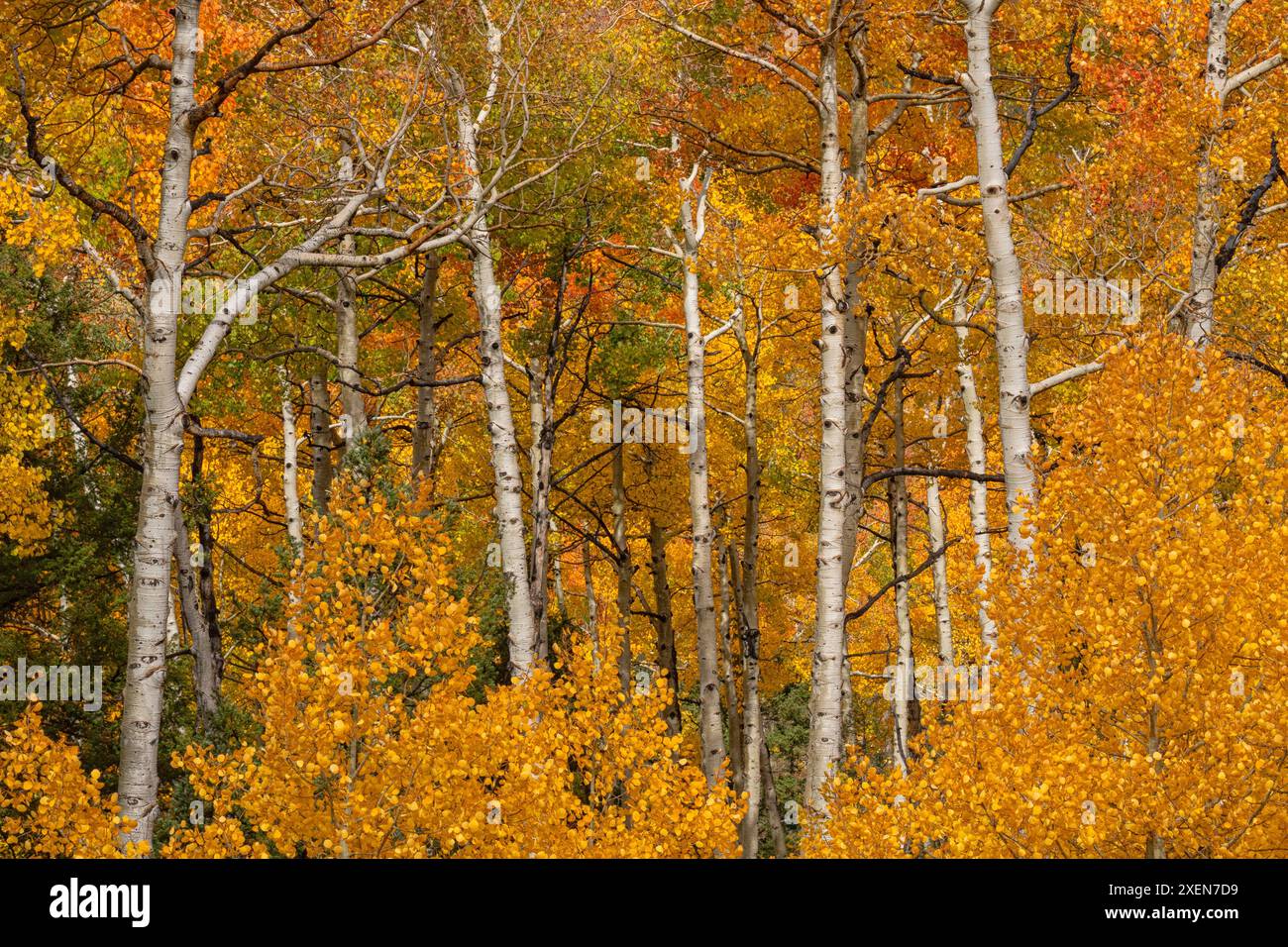 Close-up view of aspen trees (Populus tremuloides) in forest create the ...