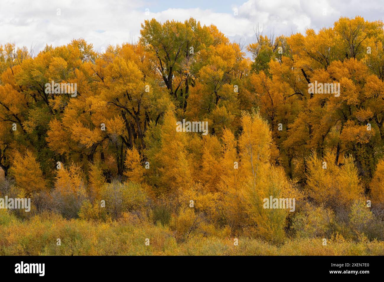 Close-up view of golden, aspen trees (Populus tremuloides) in forest ...