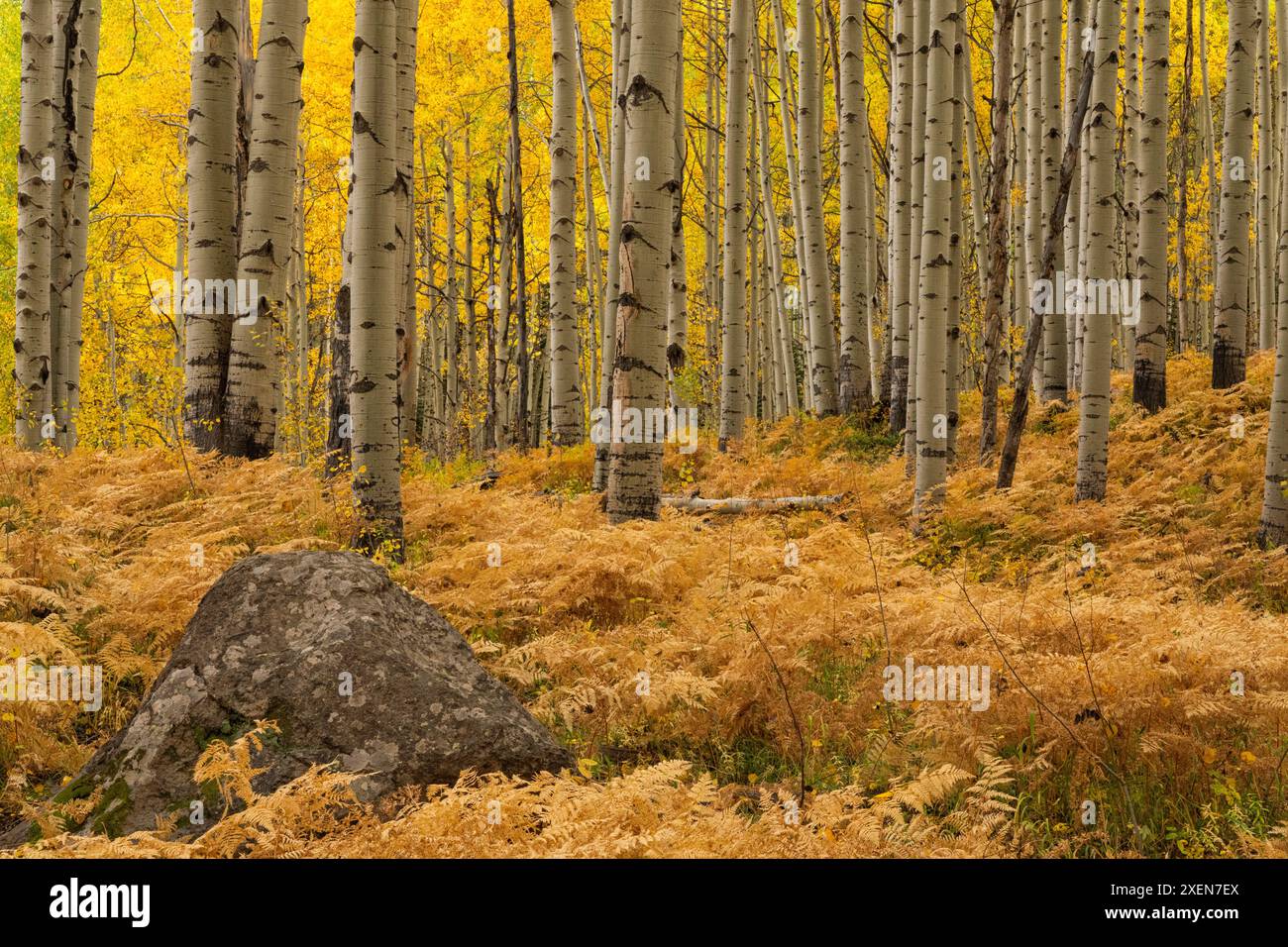 Golden aspen hi-res stock photography and images - Alamy