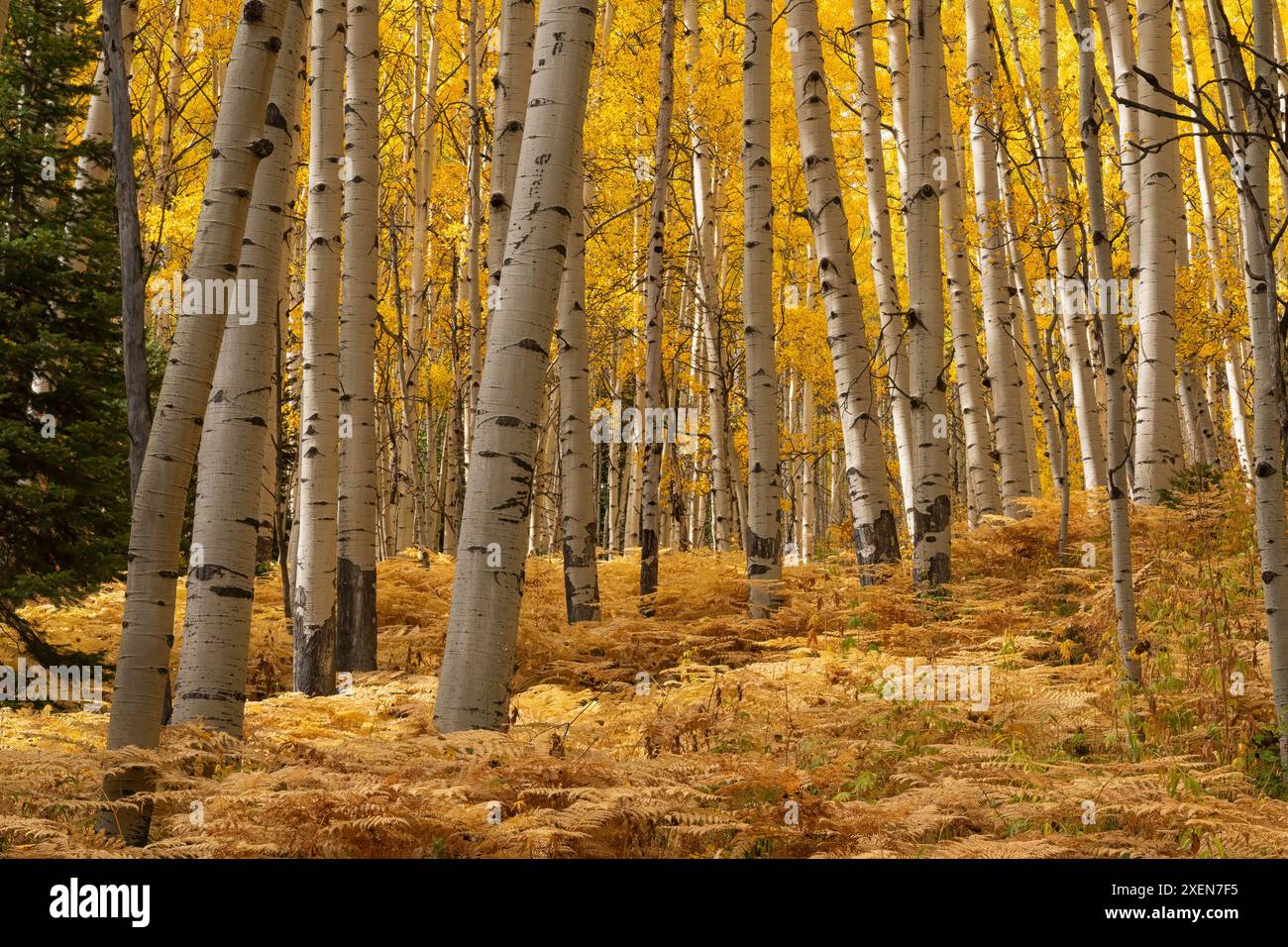 Golden aspen hi-res stock photography and images - Alamy