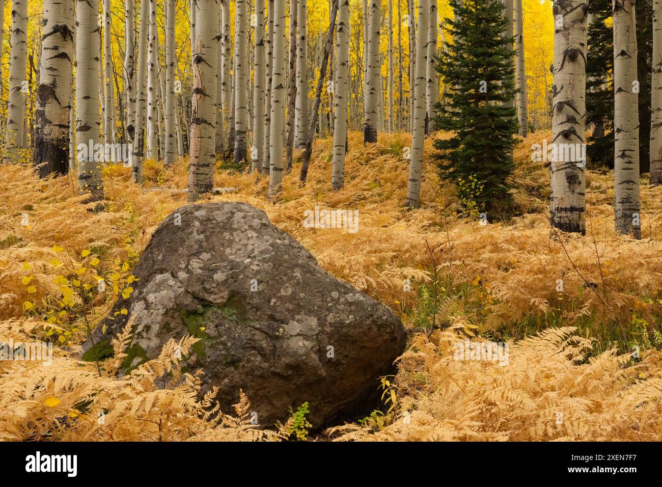 Golden aspen hi-res stock photography and images - Alamy