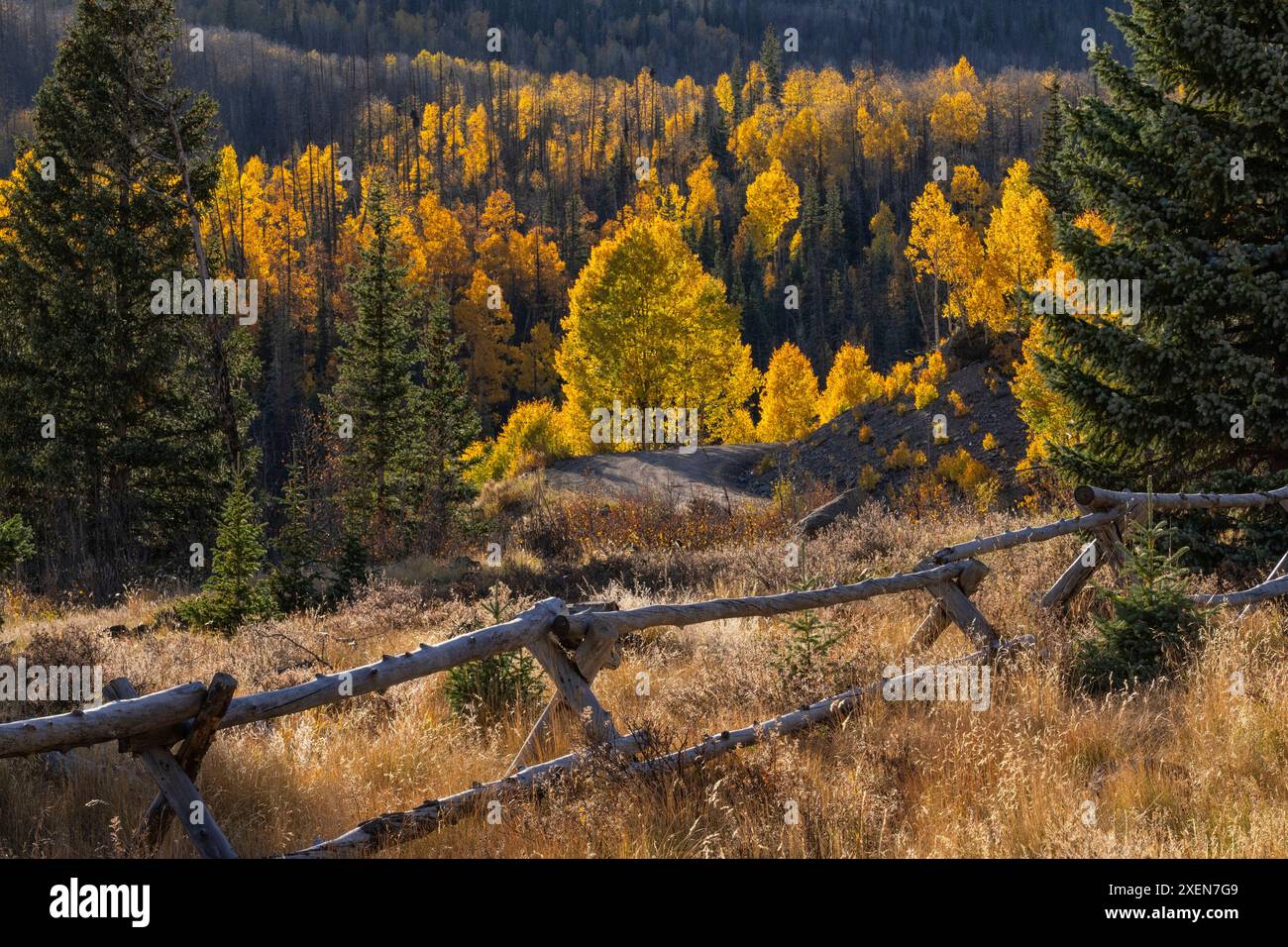 Scenic view of mixed forest with a log fence and golden, aspen trees ...