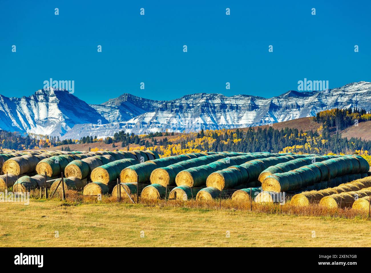 Rows of stacked round hay bales with colorful fall trees, rolling hills ...