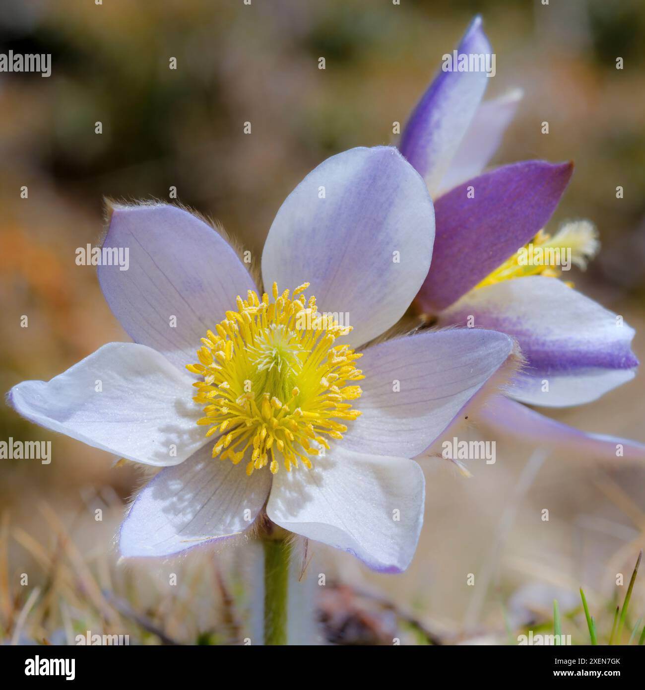 Spring pasqueflower also called arctic violet, lady of the snows ...