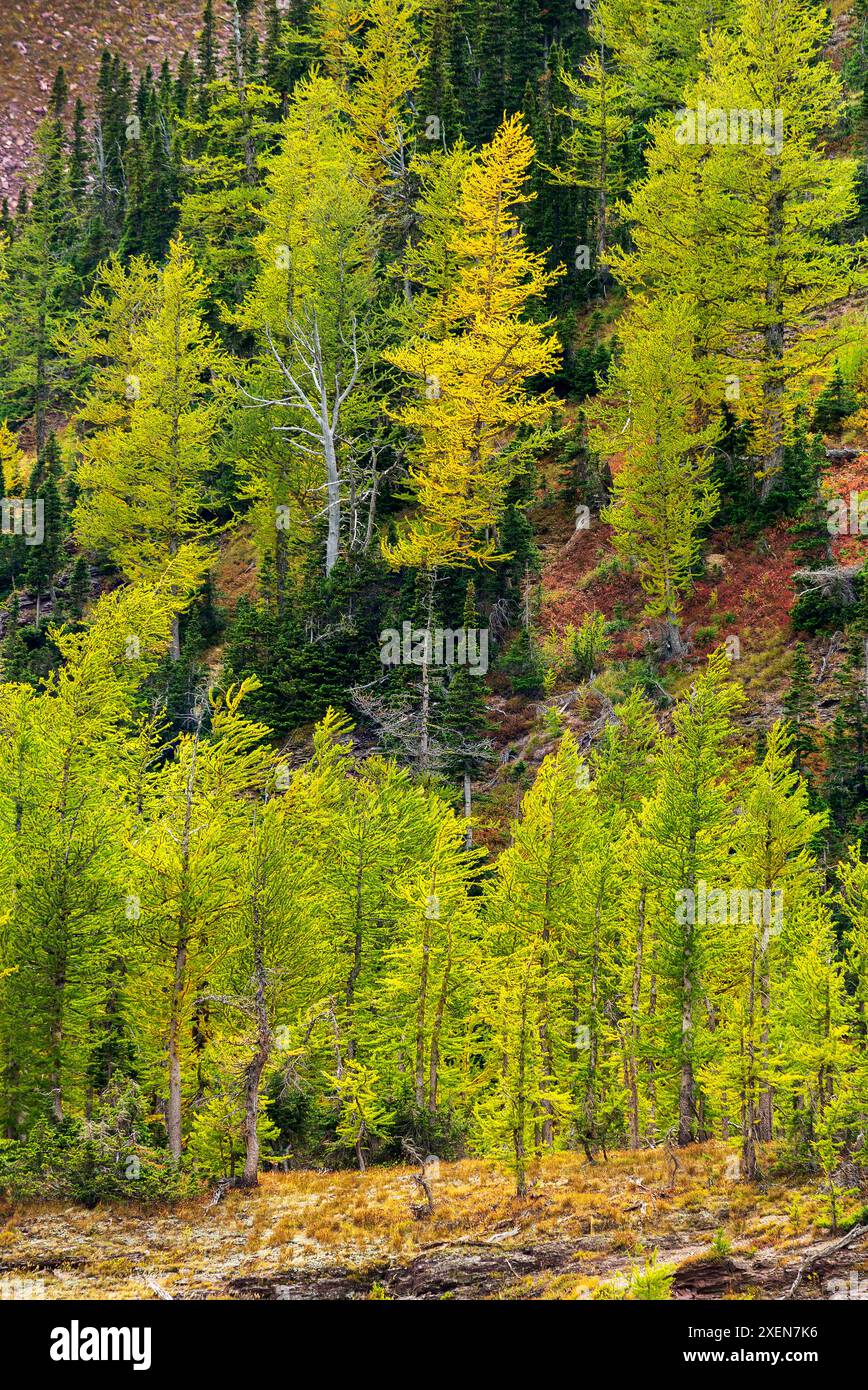 View of a golden larch tree (Larix) on a hillside surrounded by ...
