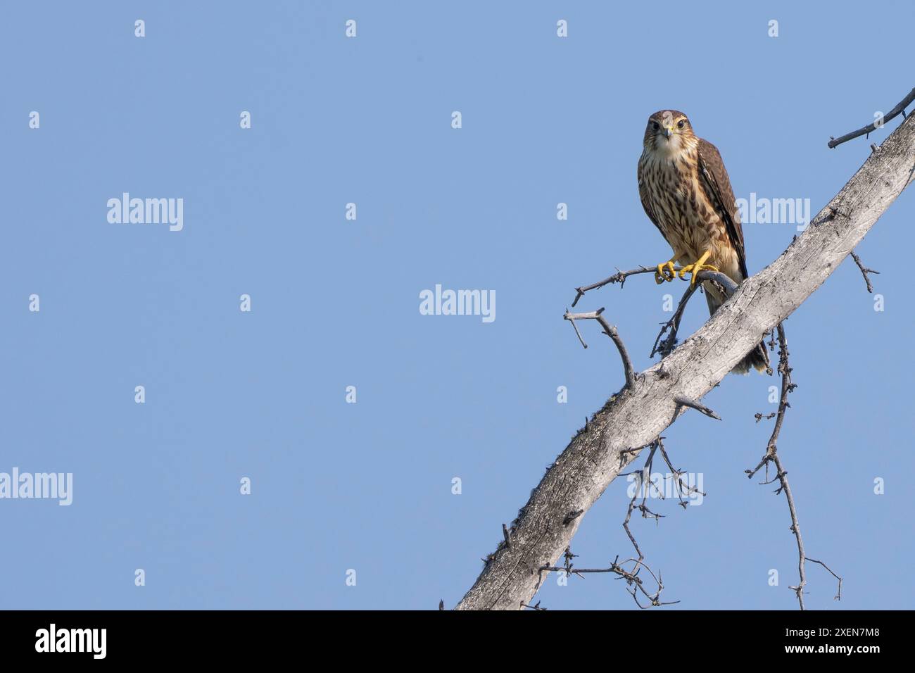 Merlin sitting on a branch on Tarfu Lake, Yukon (Falco columbarius ...