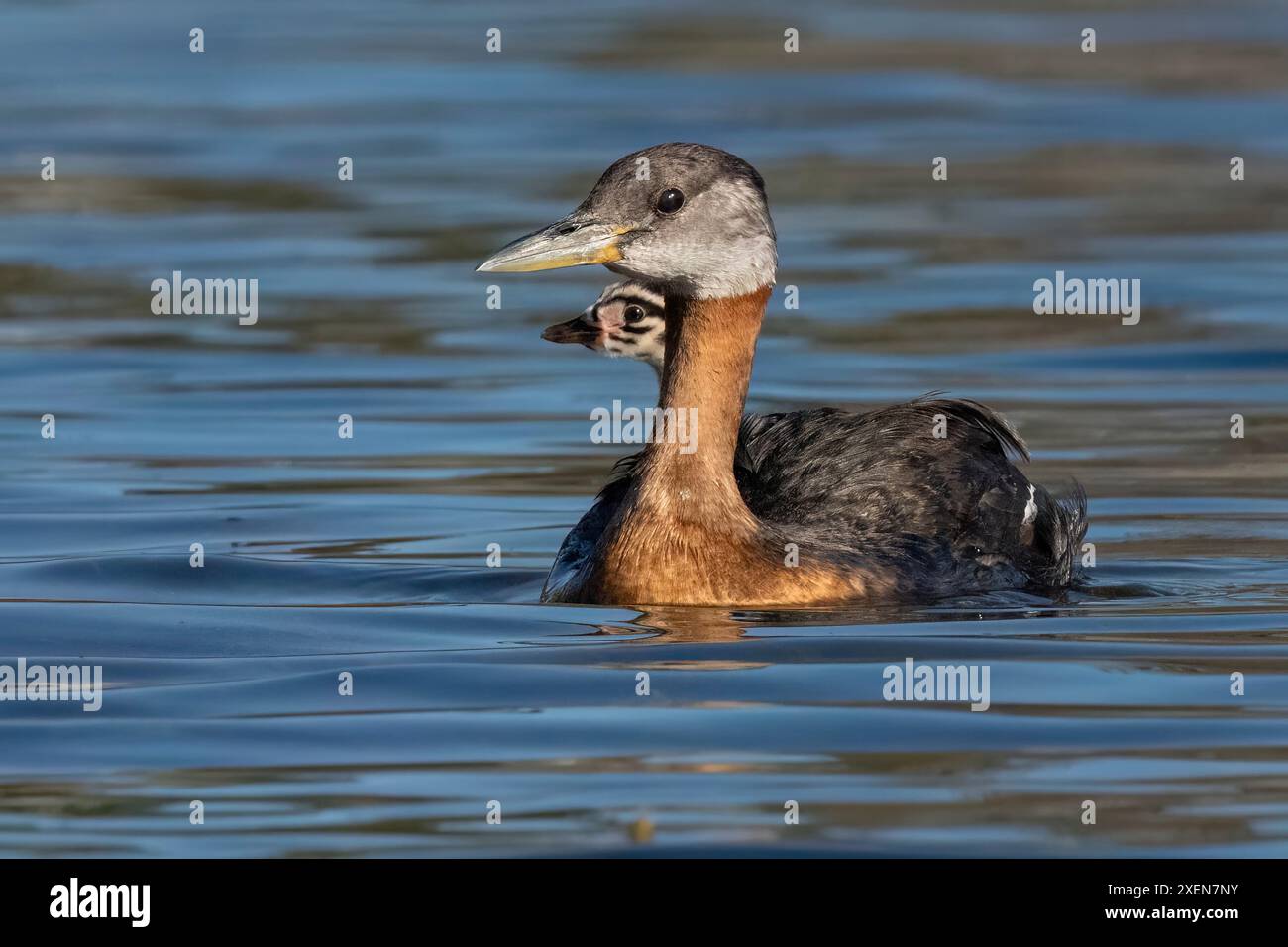 Close-up of a red throated grebe (Podiceps grisegena) and its young ...