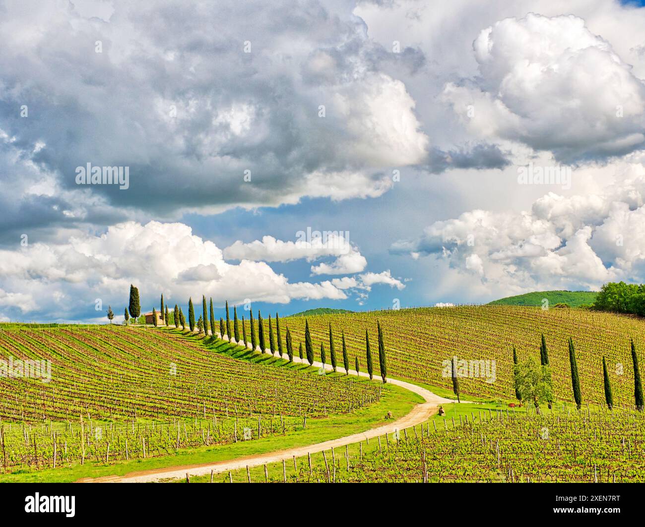 Italy, Tuscany. Chianti Region, winding road through Spring vineyards ...