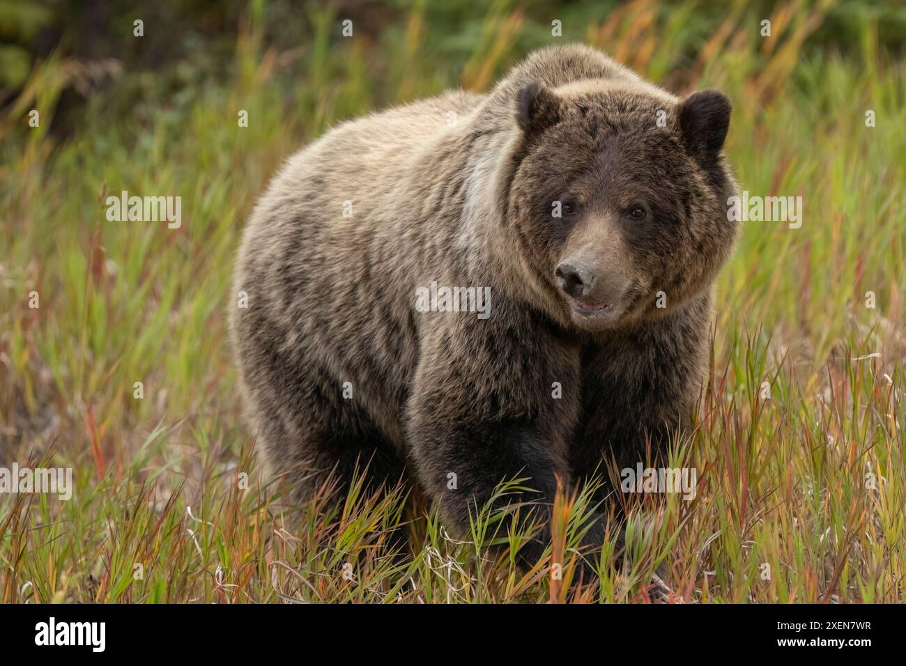 Close-up portrait of a grizzly bear (Ursus arctos horribilis) foraging for roots along a ...