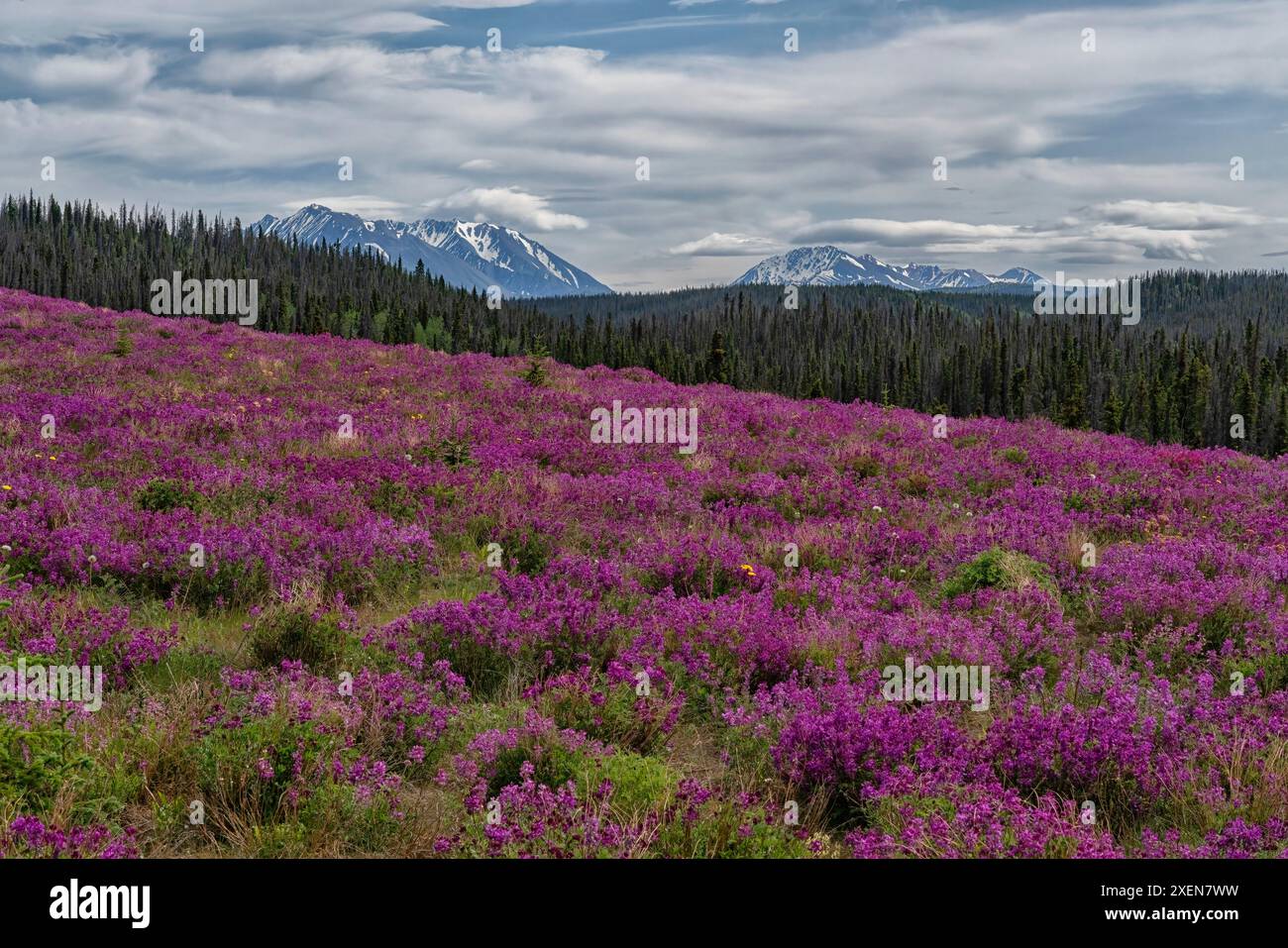 Purple flowers populate the roadside along the Alaska Highway heading ...