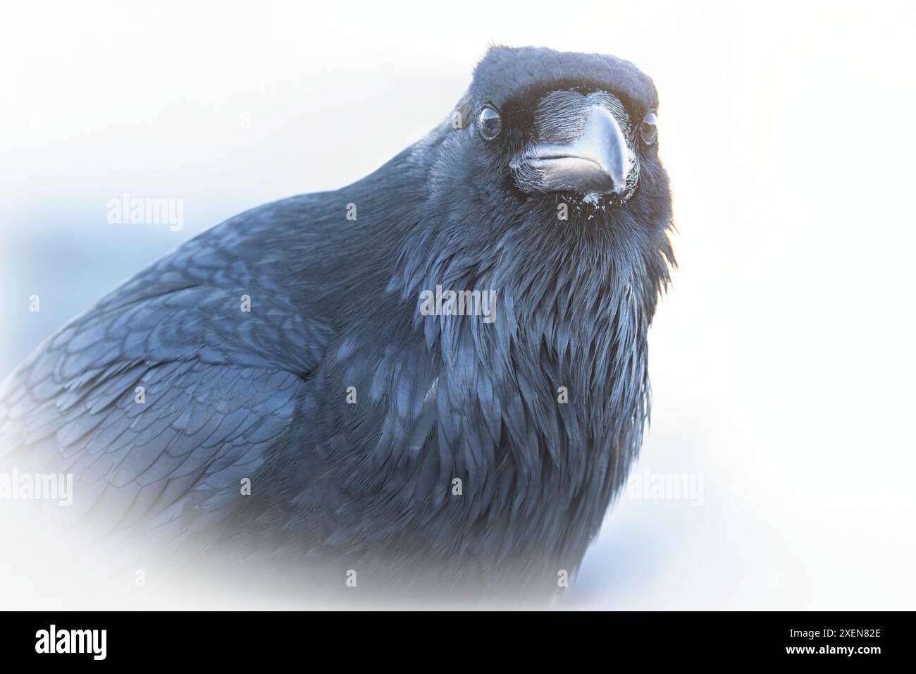 Close-up portrait of a common raven (Corvus corax) looking at the ...