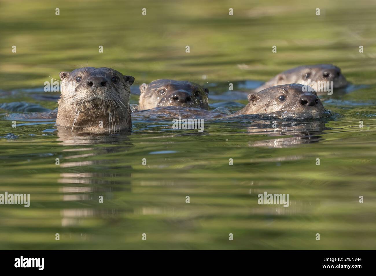 River otters (Lontra canadensis) swim together in Tarfu Lake in the ...