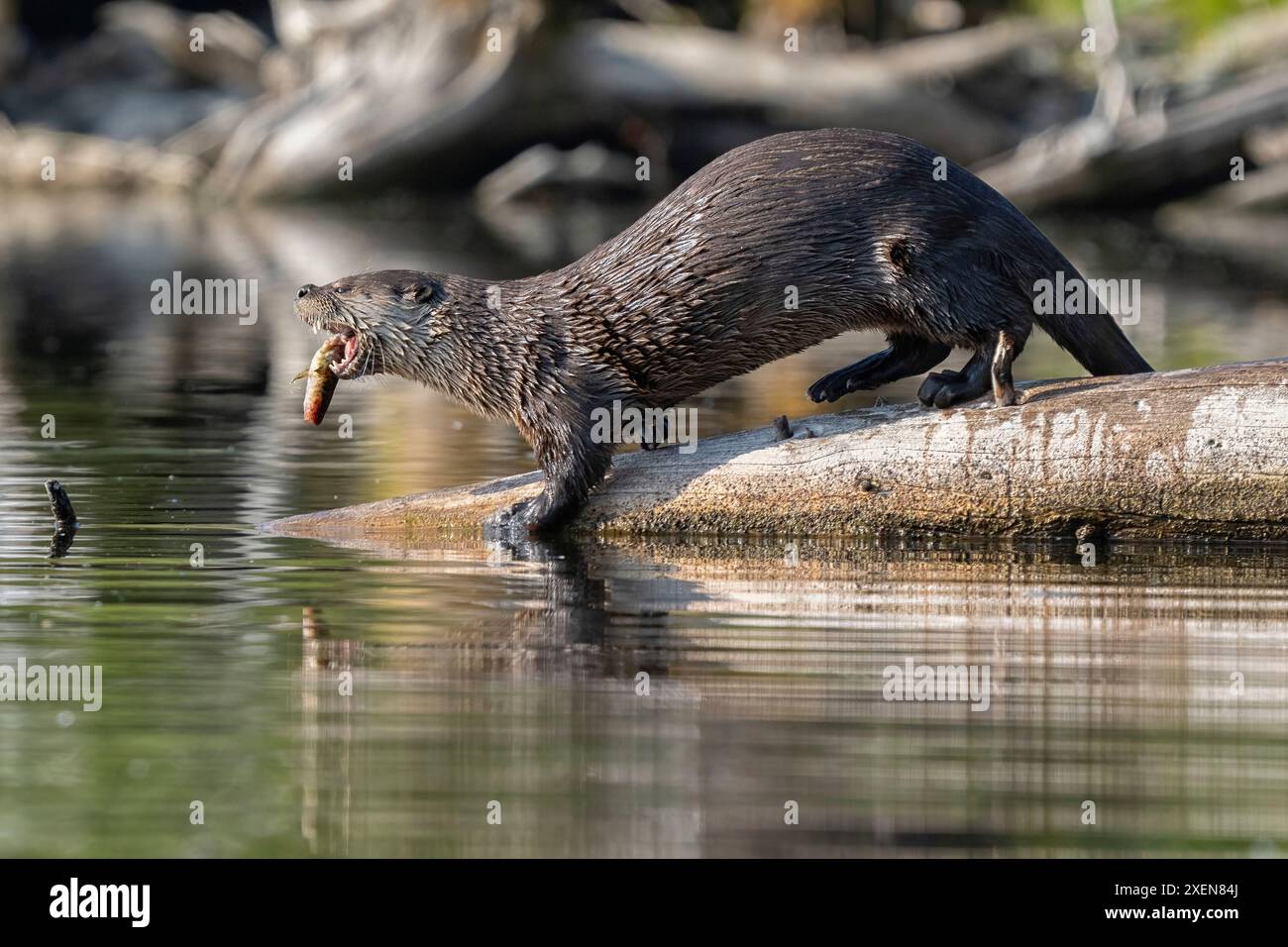 Wet River otter (Lontra candadensis) standing on a log at the water's ...