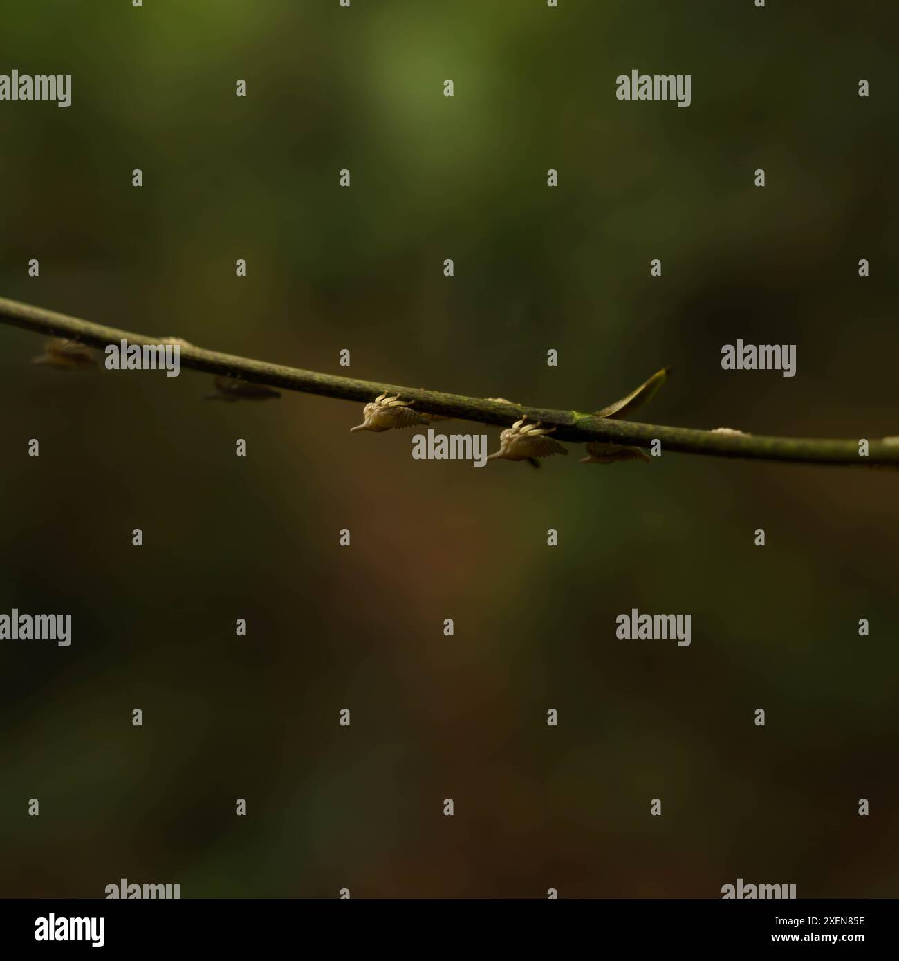 Treehopper larvae hi-res stock photography and images - Alamy