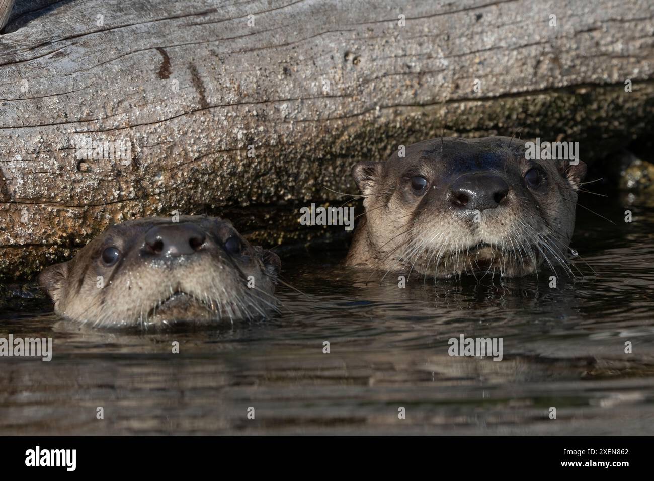 Two wet River otters (Lonta canadensis) submerged in the water side by ...